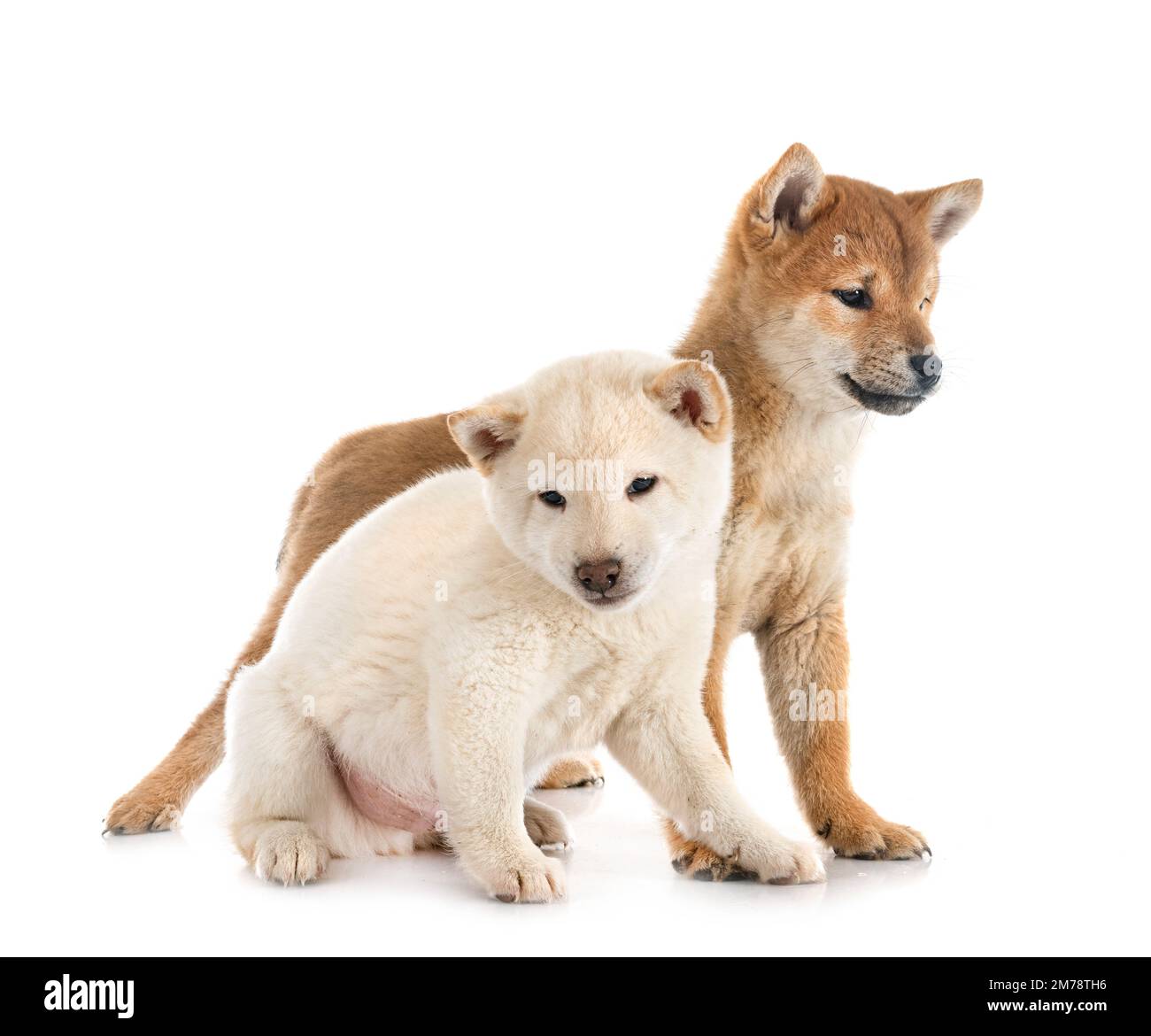 young shiba inus in front of white background Stock Photo - Alamy