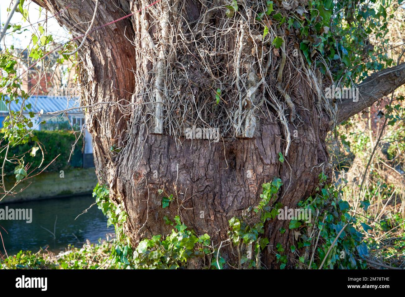 Section of Ivy cut away from tree trunk to prevent it spreading Stock ...
