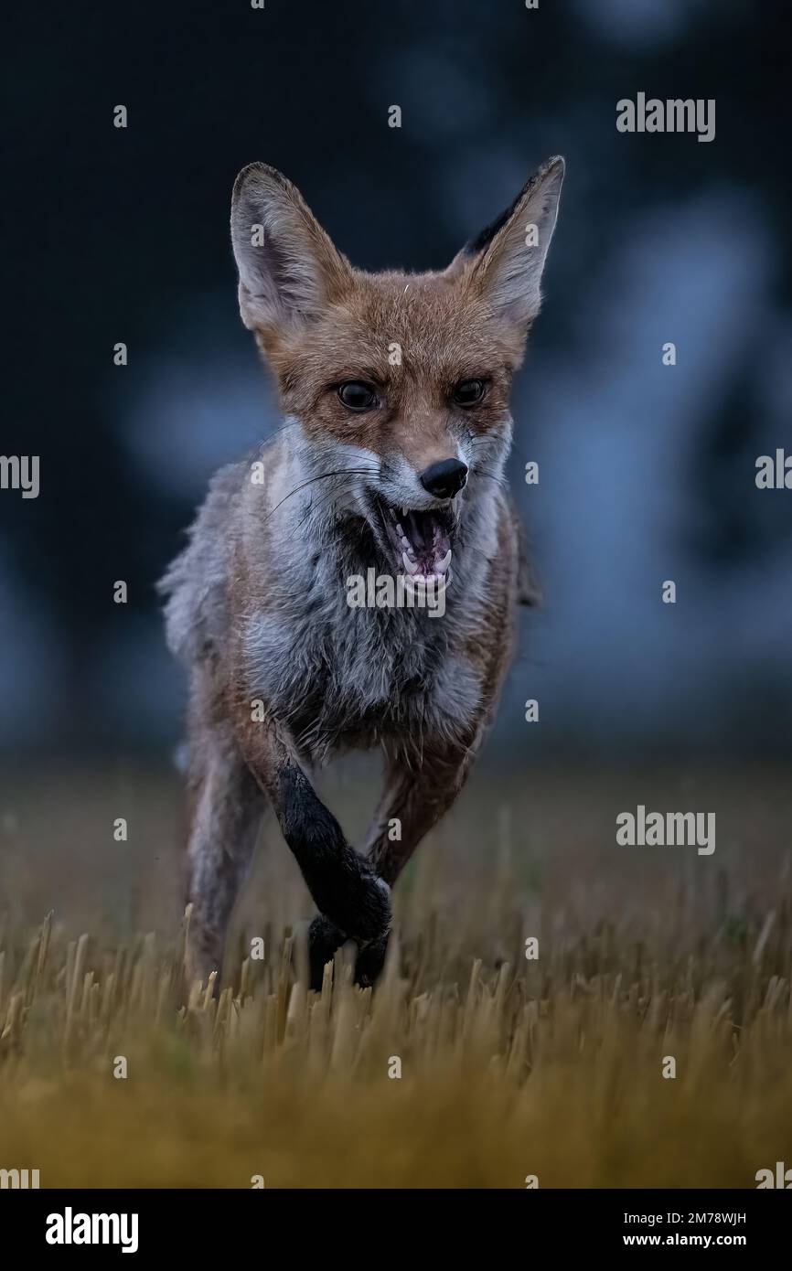 Fox on the run. Bohemian-Moravian Highlands. Czechia Stock Photo - Alamy