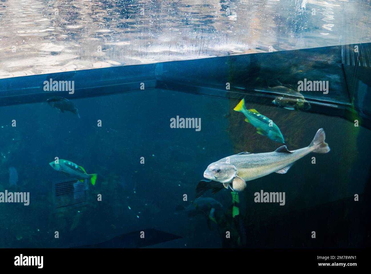 Live underwater fish in large glass walled aquarium; Alaska SeaLife ...