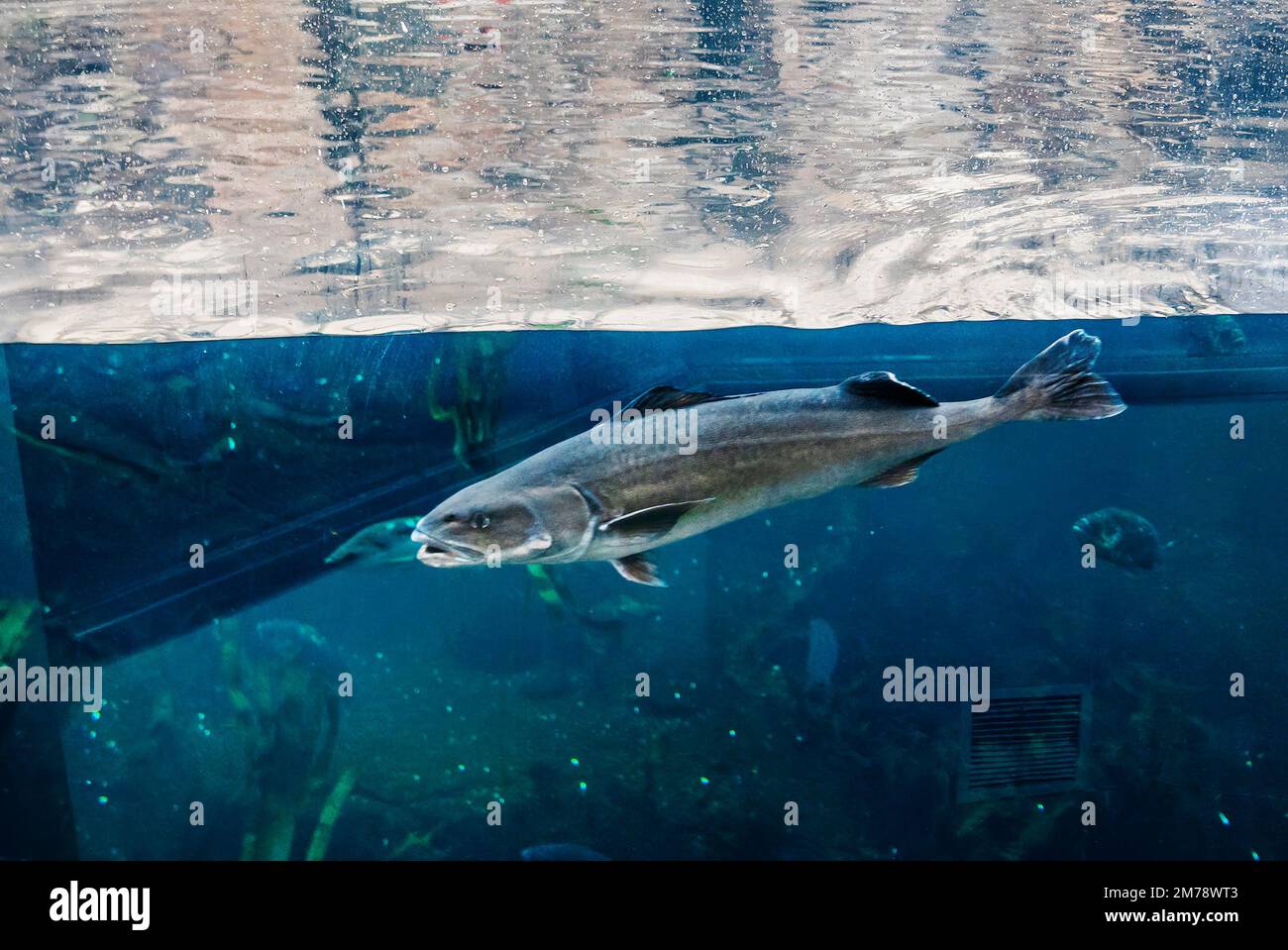 Live underwater fish in large glass walled aquarium; Alaska SeaLife ...