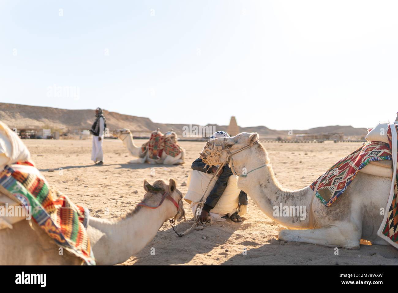 Berber camel leader hi-res stock photography and images - Alamy