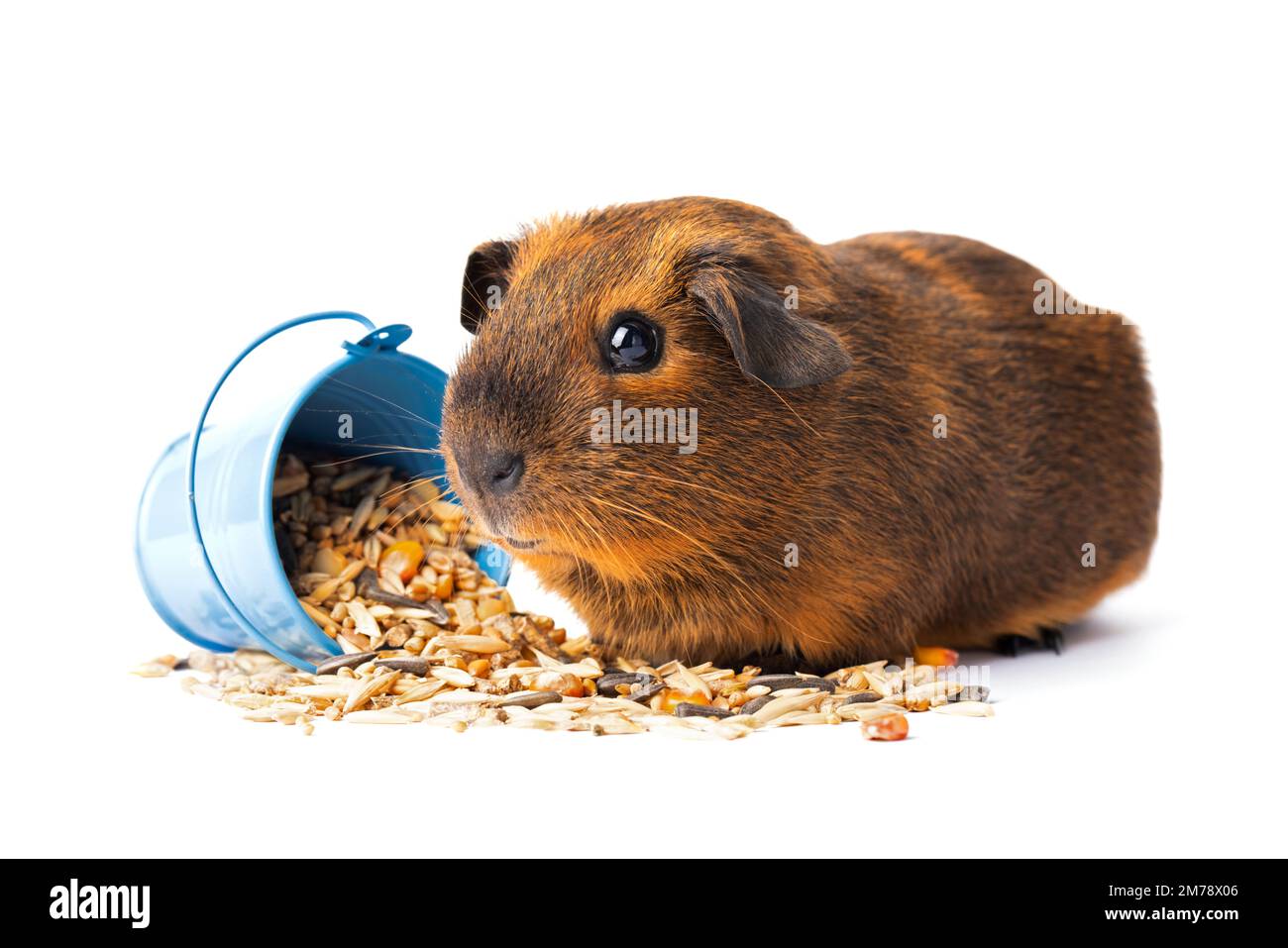 Cute little brown guinea pig nibbles pet food on white background Stock ...
