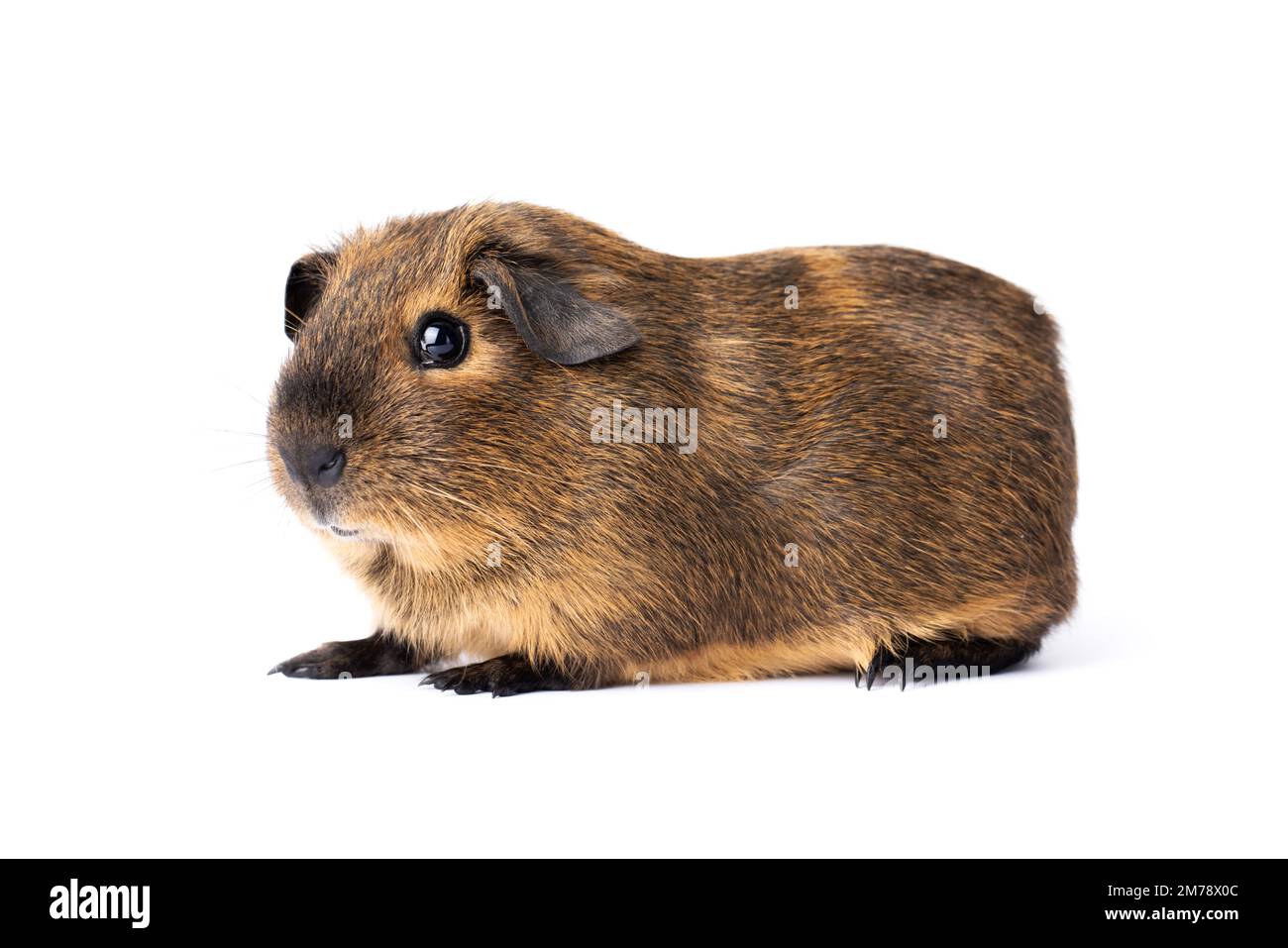 Cute little brown guinea pig isolated on white background. Domestic ...