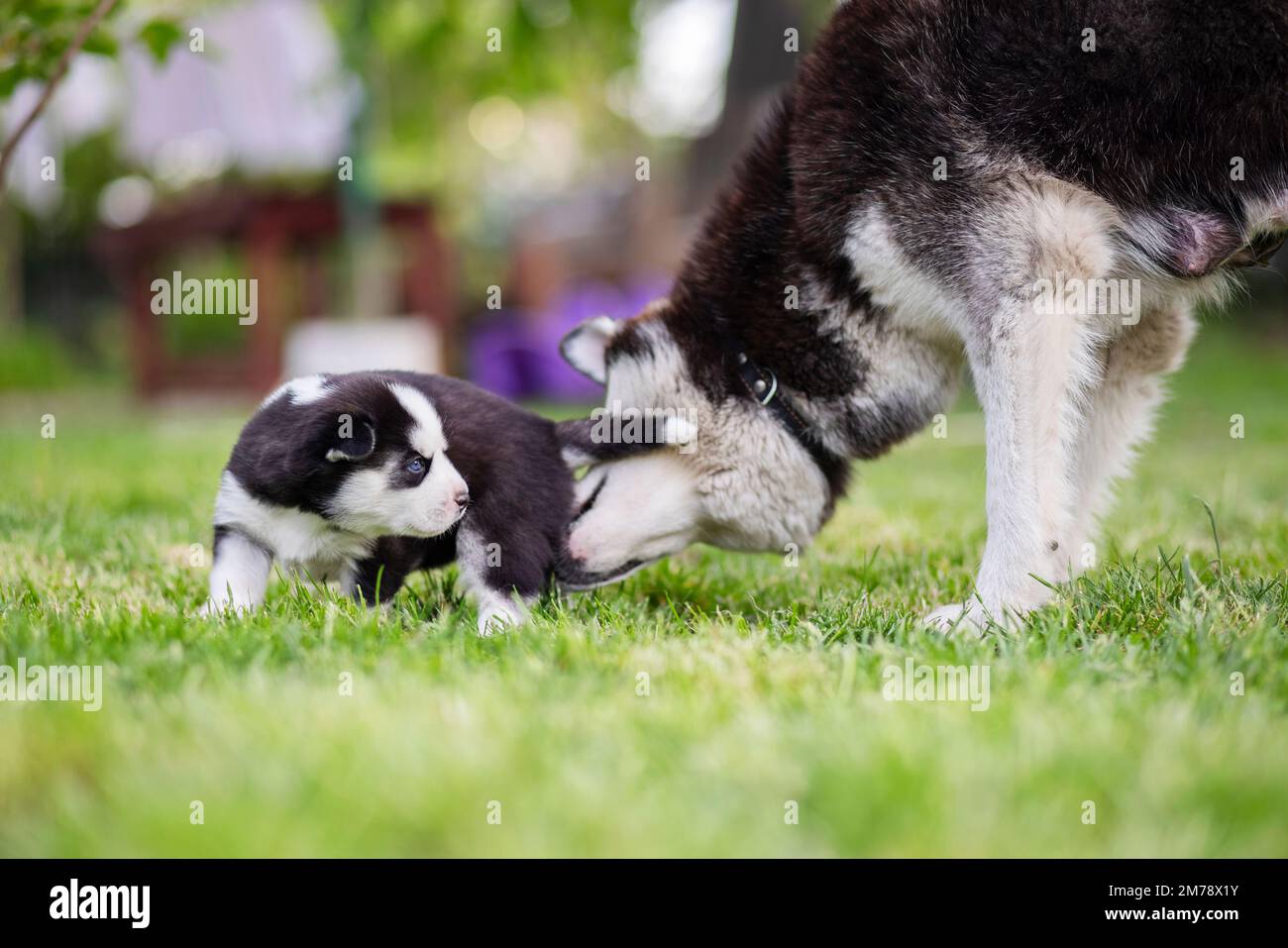 A beautiful female husky dog touching her cute puppy in backyard ...