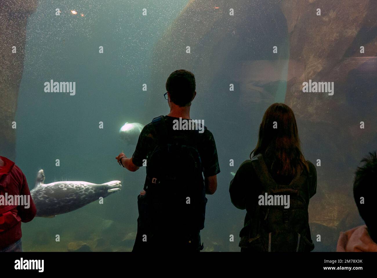 Tourists viewing Ringed Seal; Phoca hispida; Alaska SeaLife Center ...