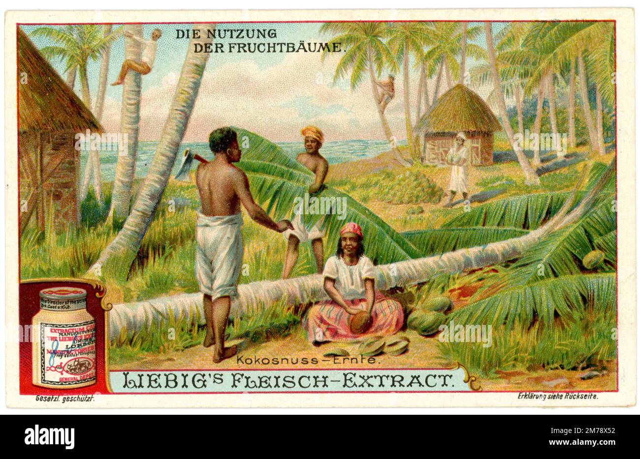 Coconut palm, harvest of coconuts, depiction on a Liebig picture Cocos ...