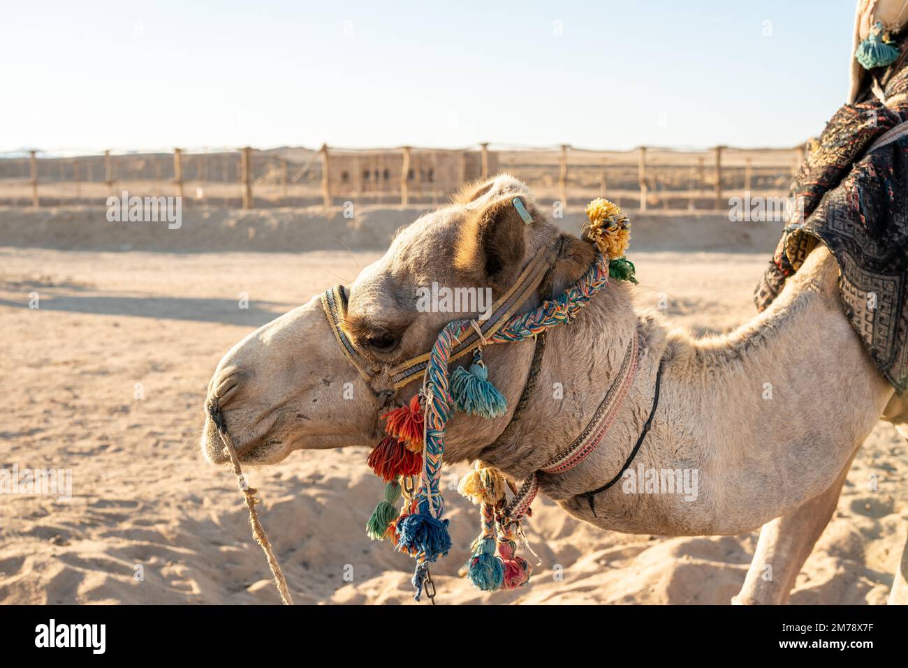 Travel in Egypt is like jumping back to the past Stock Photo - Alamy