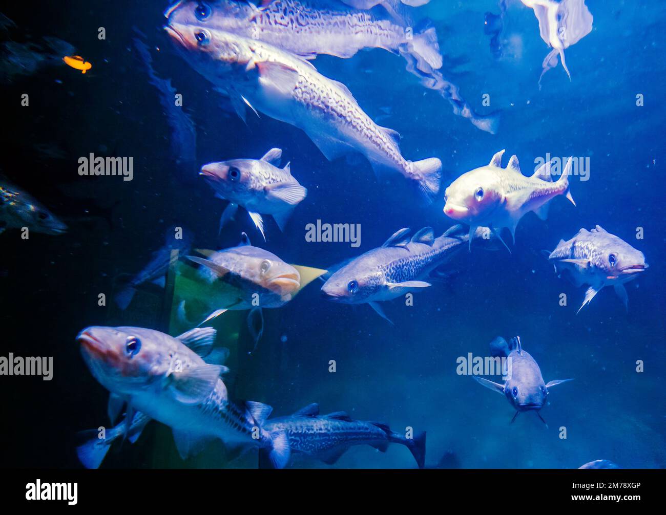Live underwater fish in large glass walled aquarium; Alaska SeaLife ...