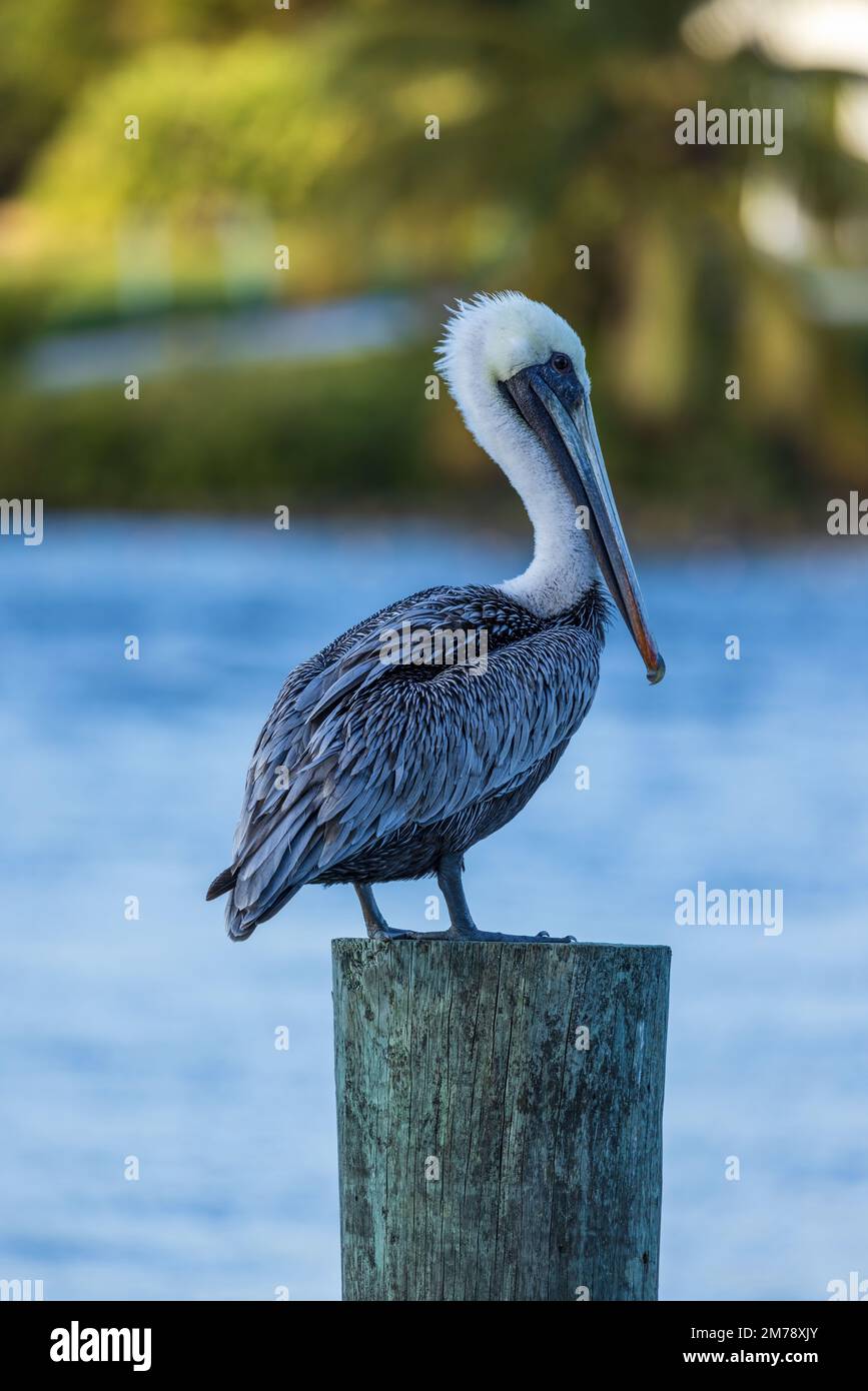 Pelicans are a genus of large water birds that make up the family ...