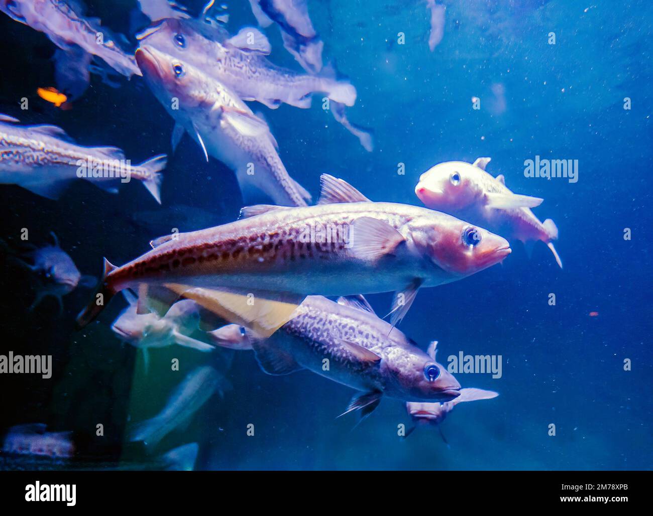Live underwater fish in large glass walled aquarium; Alaska SeaLife ...