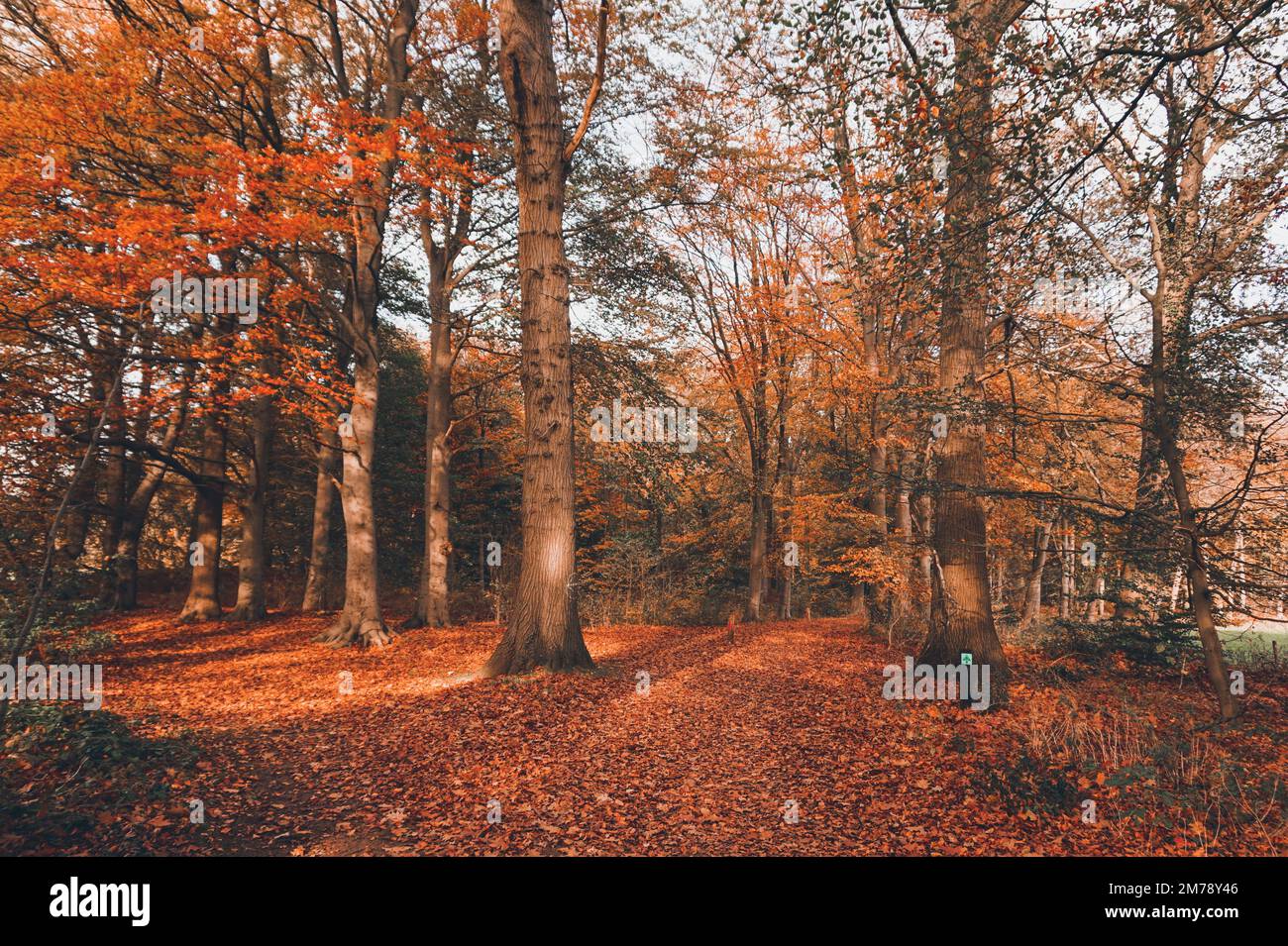 Different Colored Trees Stock Photo - Alamy