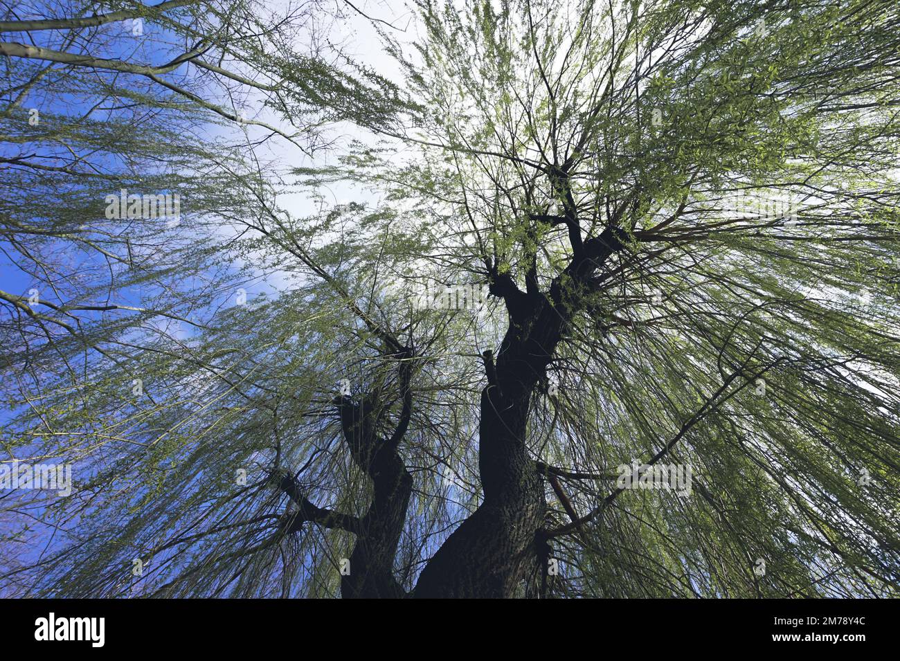 Different Colored Trees Stock Photo - Alamy