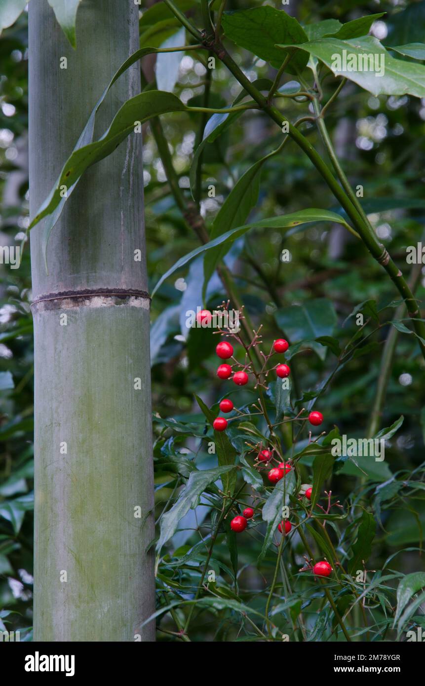 Bamboo cane and berries of Kurogane holly Ilex rotunda. Bamboo Forest ...