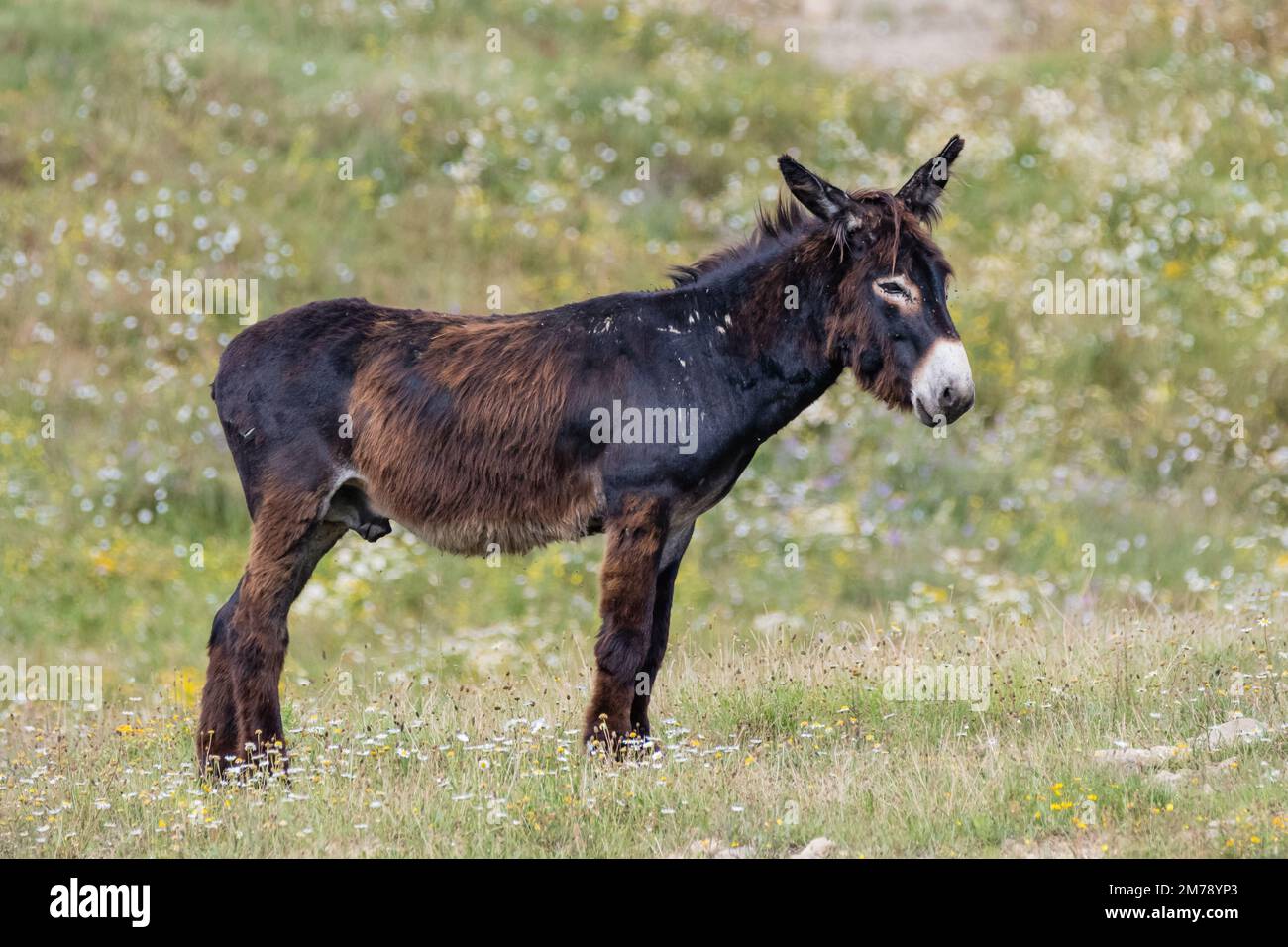 catalan donkey, Equus asinus, on a green field Stock Photo - Alamy