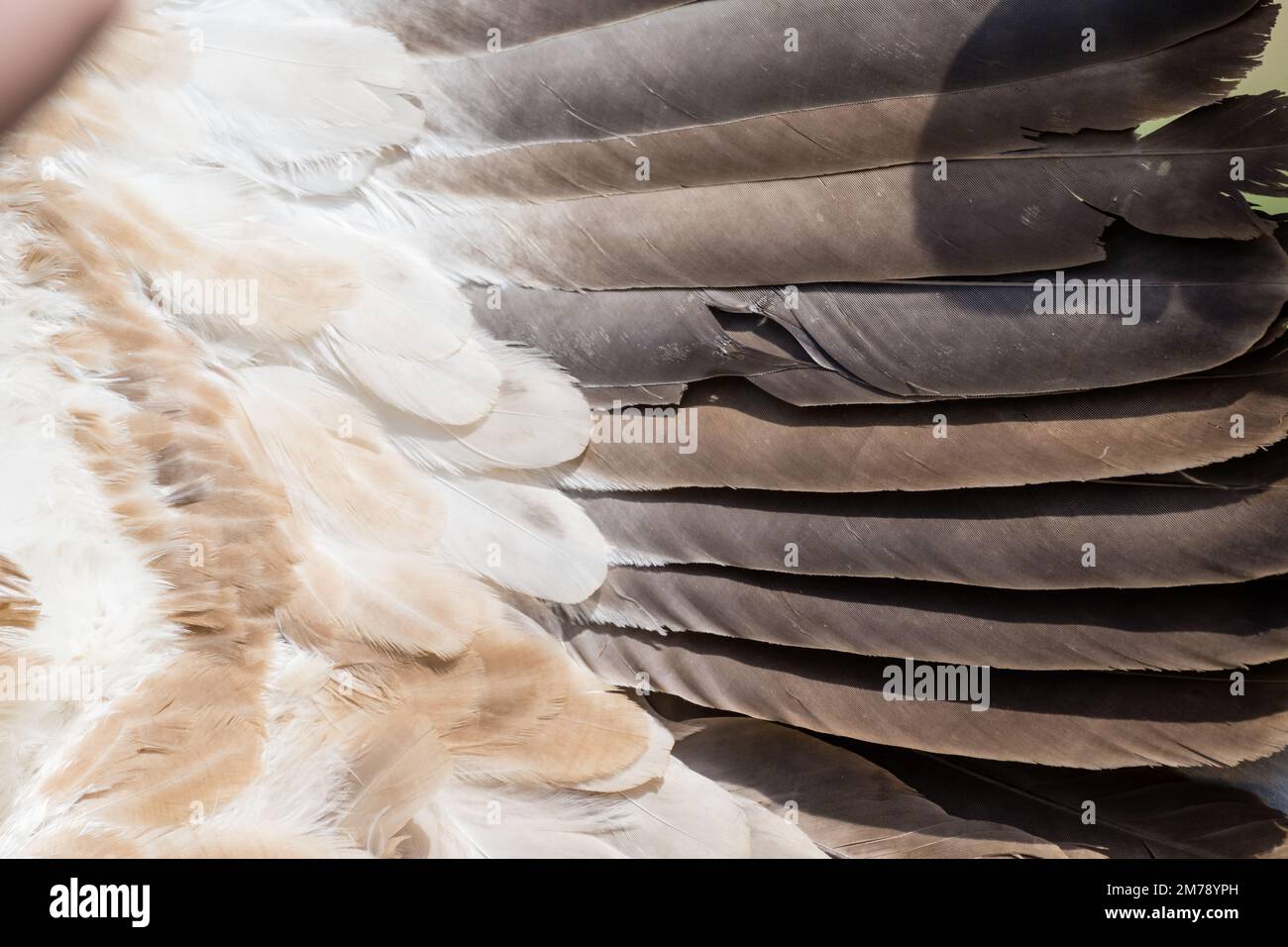 griffon vulture, Gyps fulvus, detail of wings, primary wing feathers ...