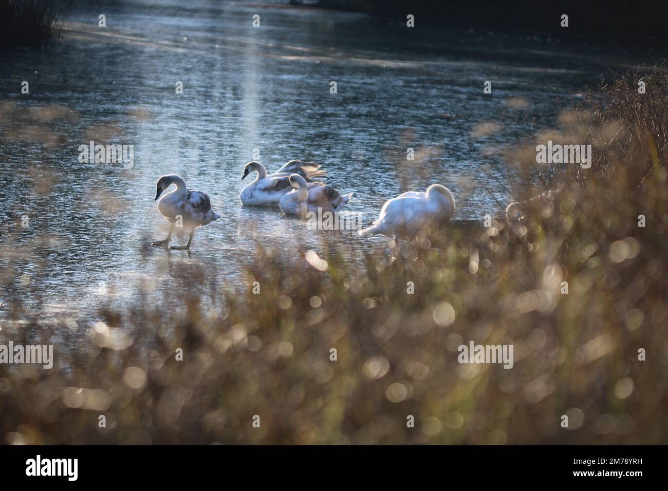 Calm swans resting on the lake surface surrounded by nature Stock Photo ...