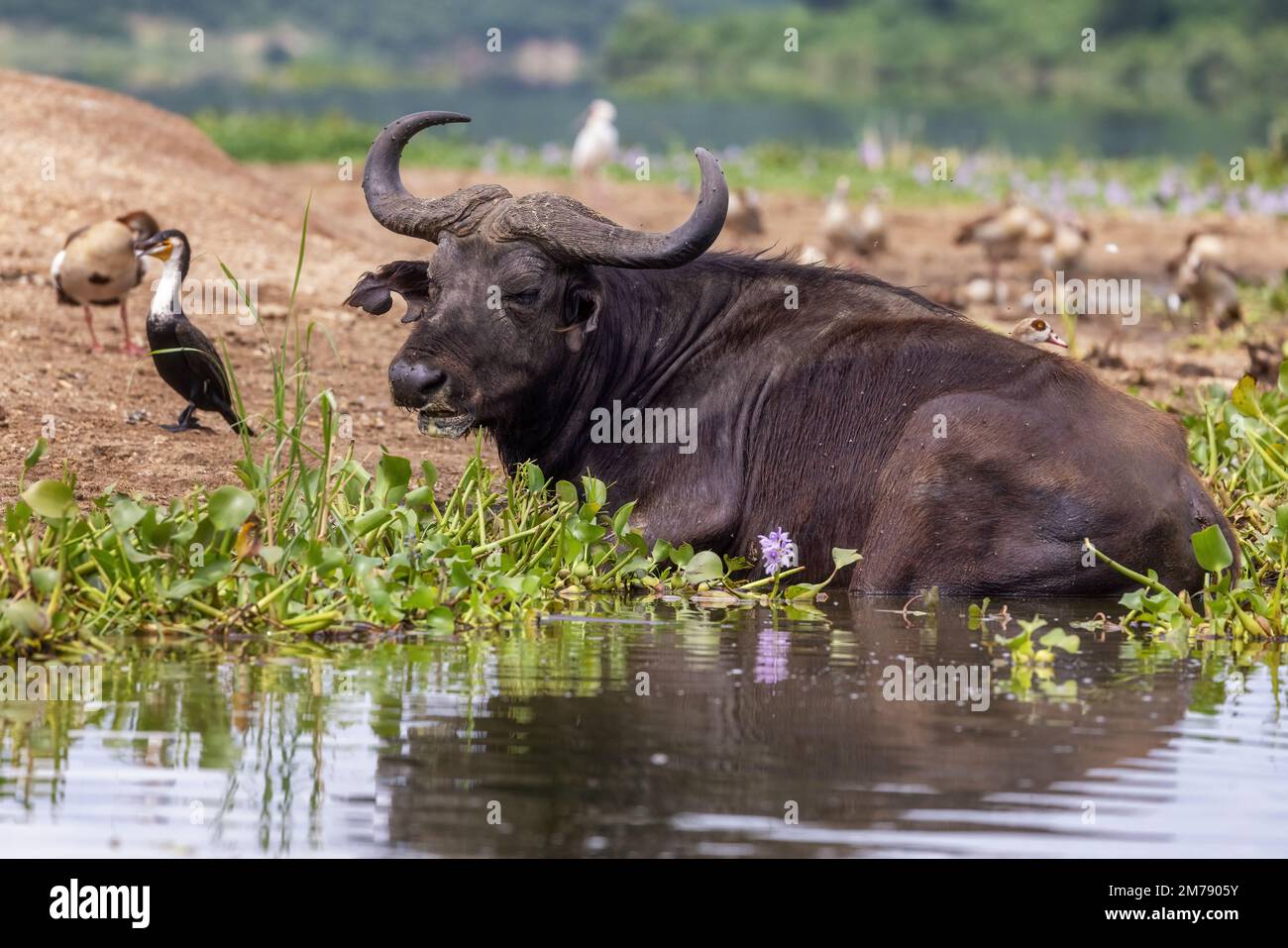 Buffalo national river flower hi-res stock photography and images - Alamy