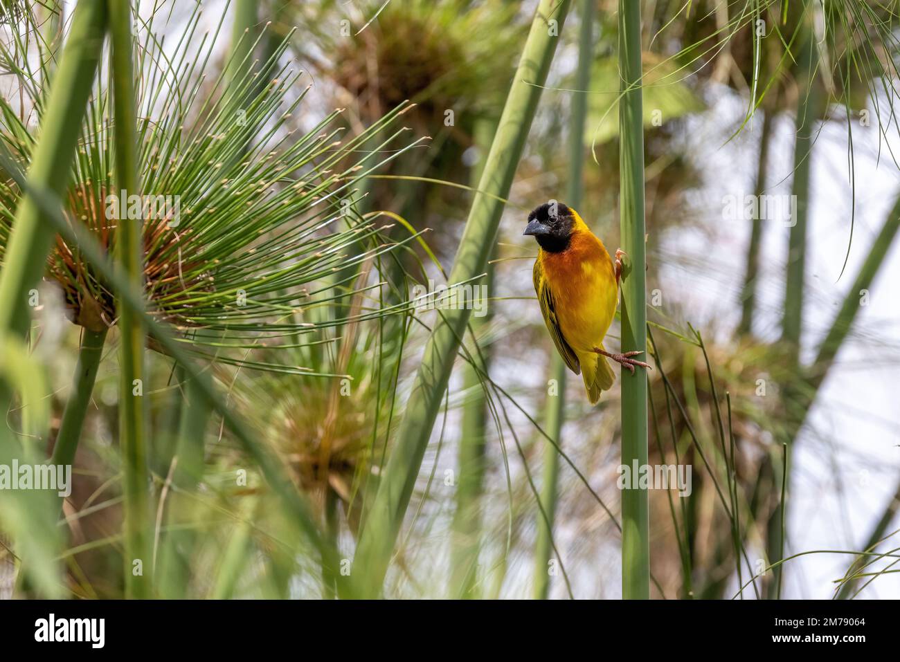 Black-headed Weaver bird community, Ploceus melanocephalus, Queen ...