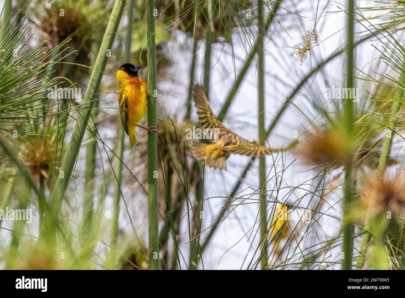 Black-headed Weaver bird community, Ploceus melanocephalus, Queen ...