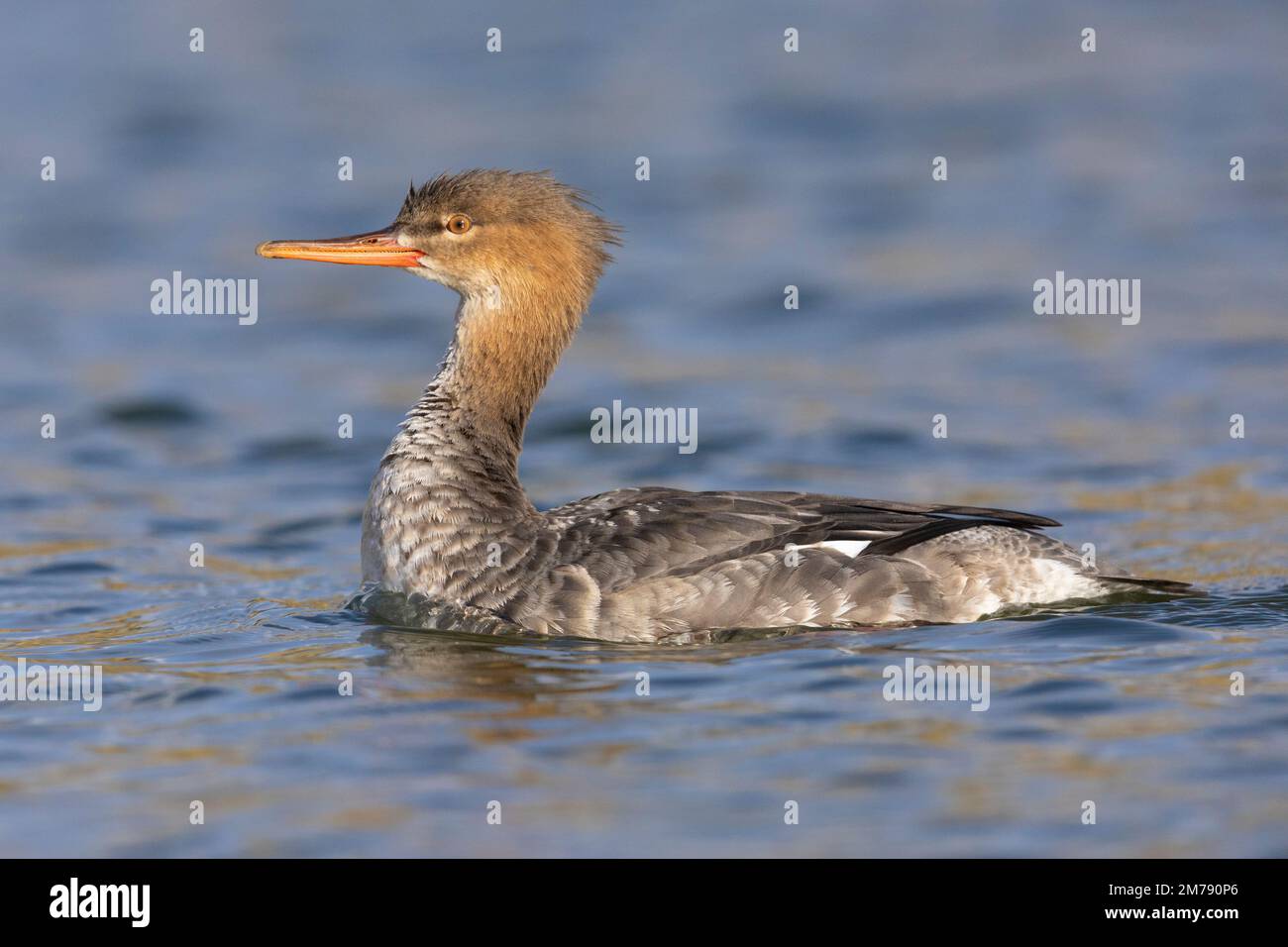 Red-breasted Merganser (Mergus serrator), side view of a female-like ...