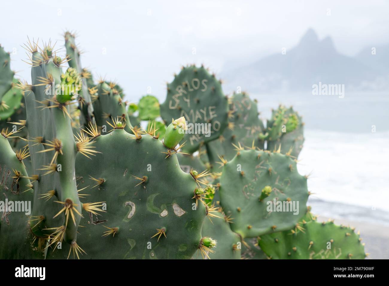 Details of the leaves and spines of some cactus plants on Ipanema beach ...