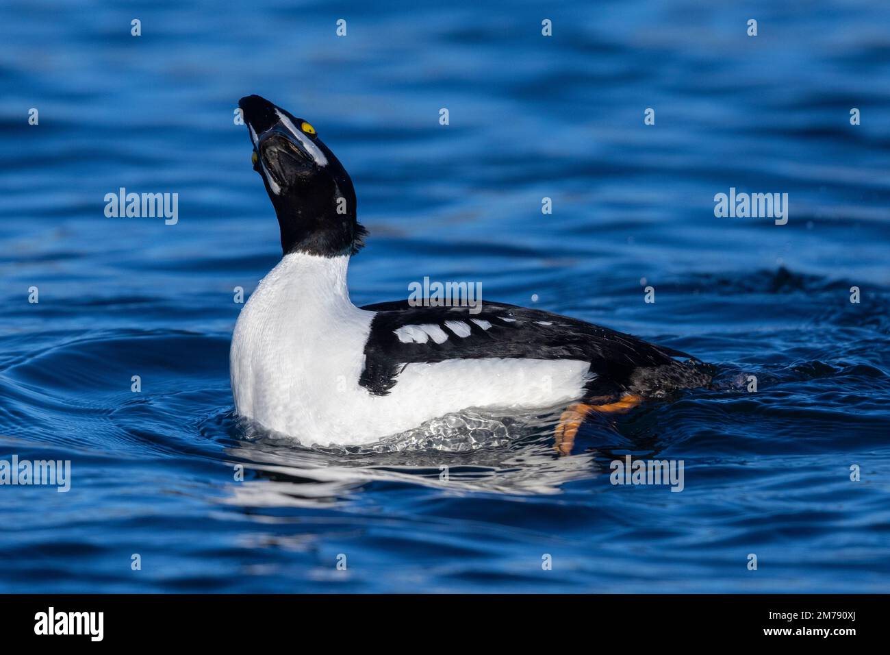 Barrow's Goldeneye (Bucephala islandica), adult male displaying in the ...