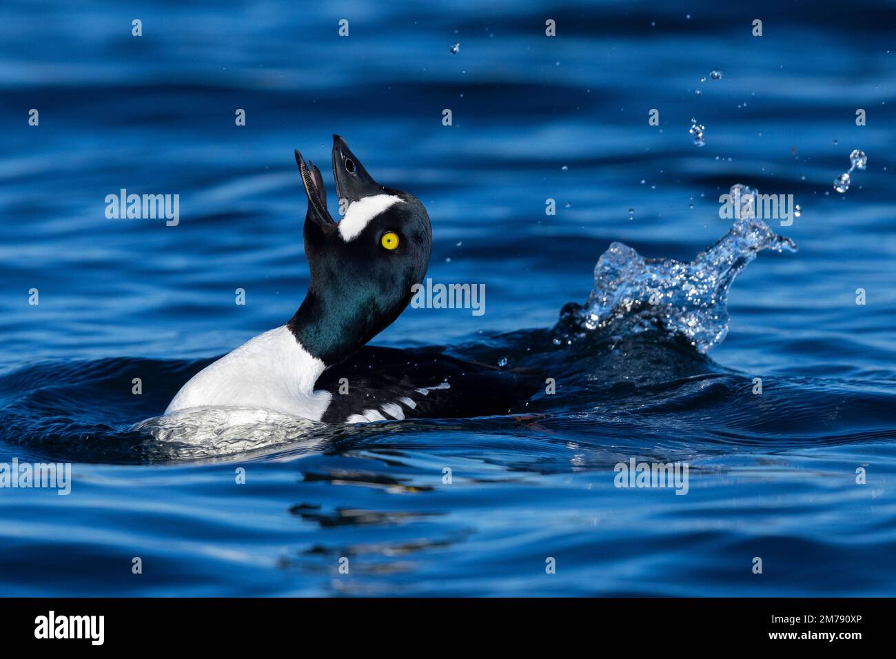 Barrow's Goldeneye (Bucephala islandica), adult male displaying in the ...