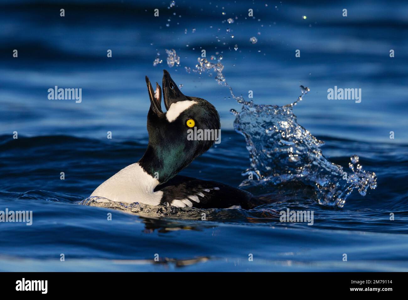 Barrow's Goldeneye (Bucephala islandica), adult male displaying in the ...