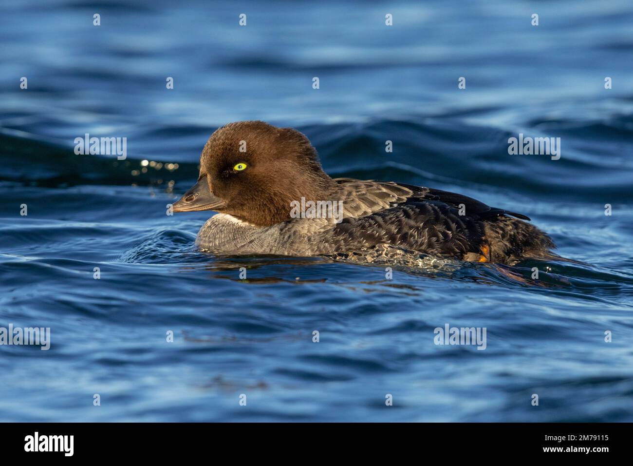 Barrow's Goldeneye (Bucephala islandica), side view of an adult female ...