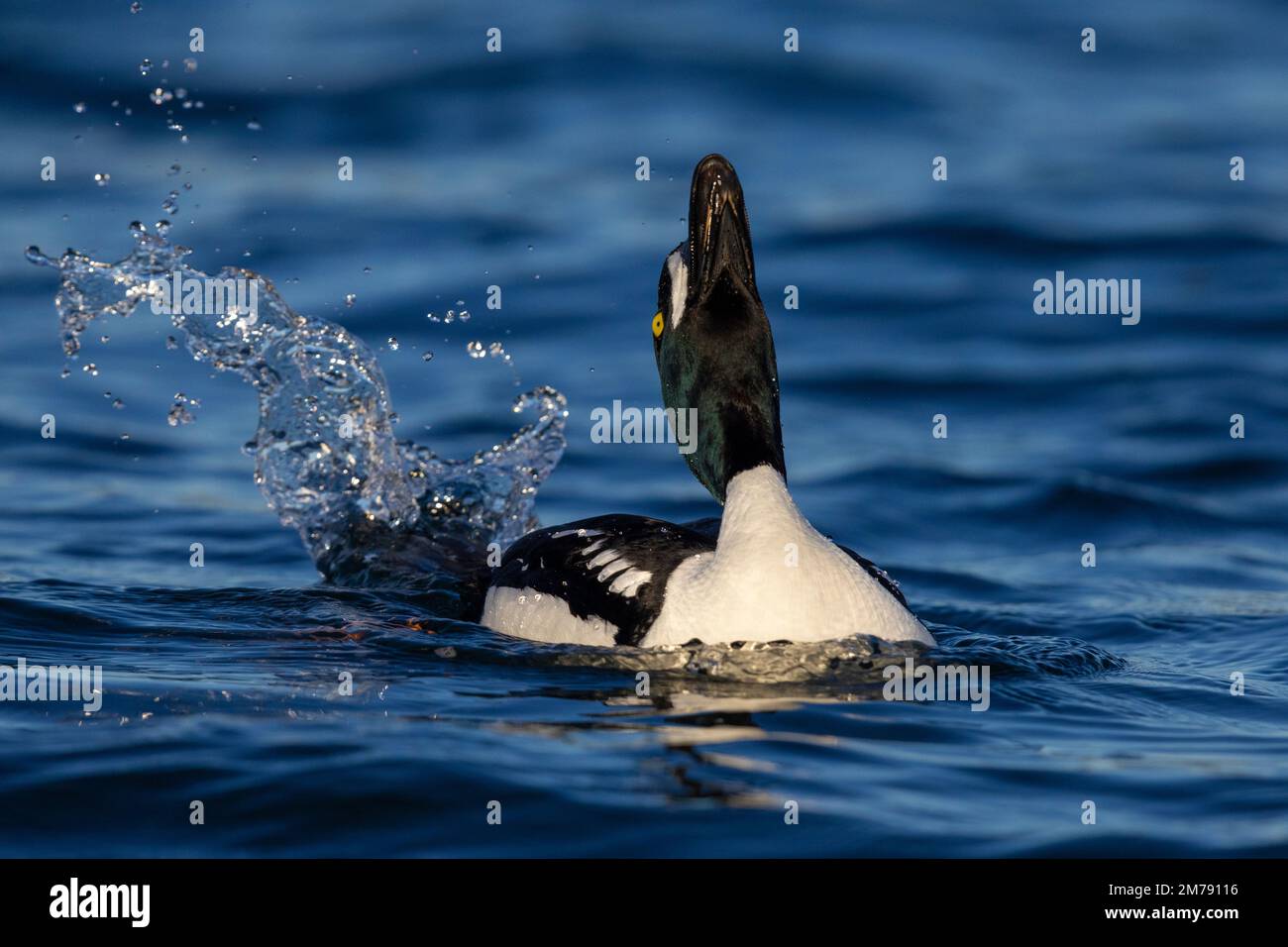 Barrow's Goldeneye (Bucephala islandica), adult male displaying in the ...