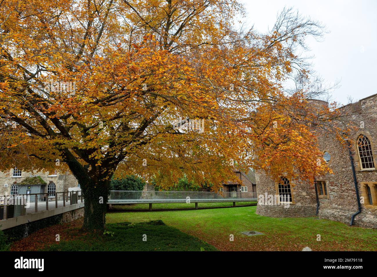 Beech tree in the grounds of Taunton Castle Stock Photo - Alamy