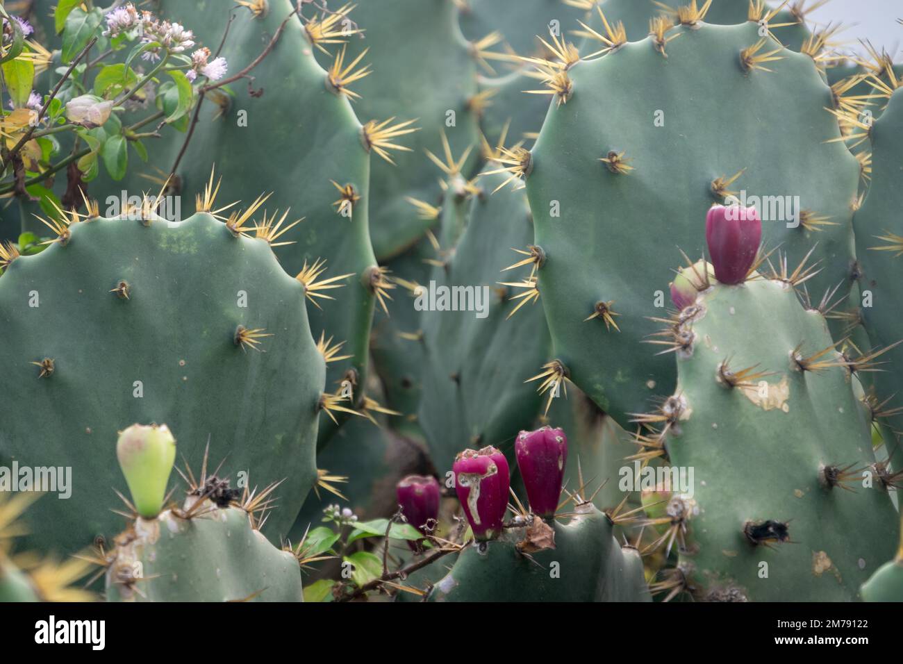 Details of the leaves and spines of some cactus plants on Ipanema beach ...