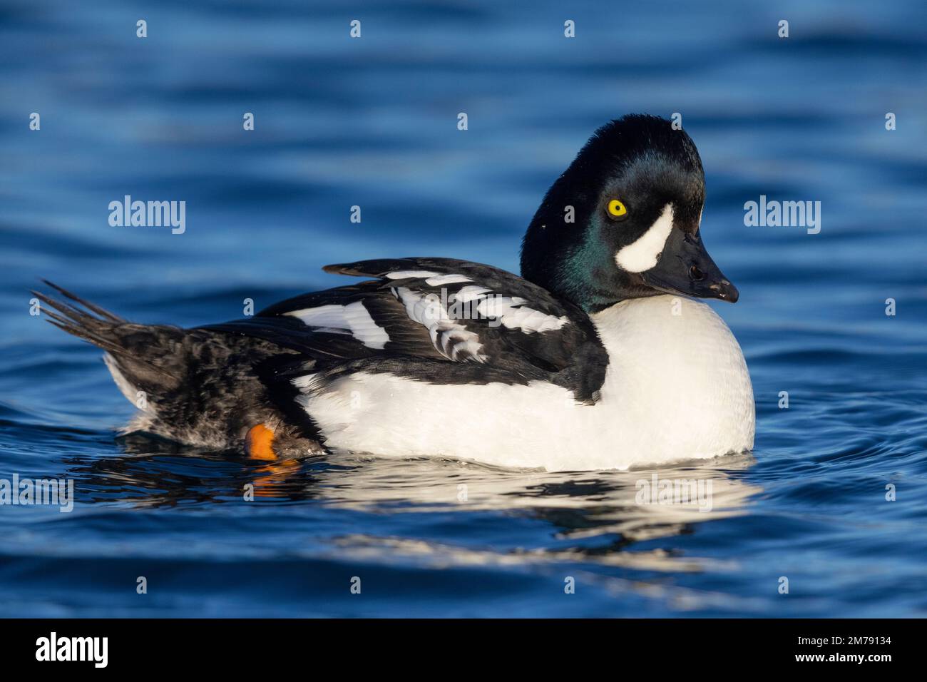 Barrow's Goldeneye (Bucephala islandica), side view of an adult male ...