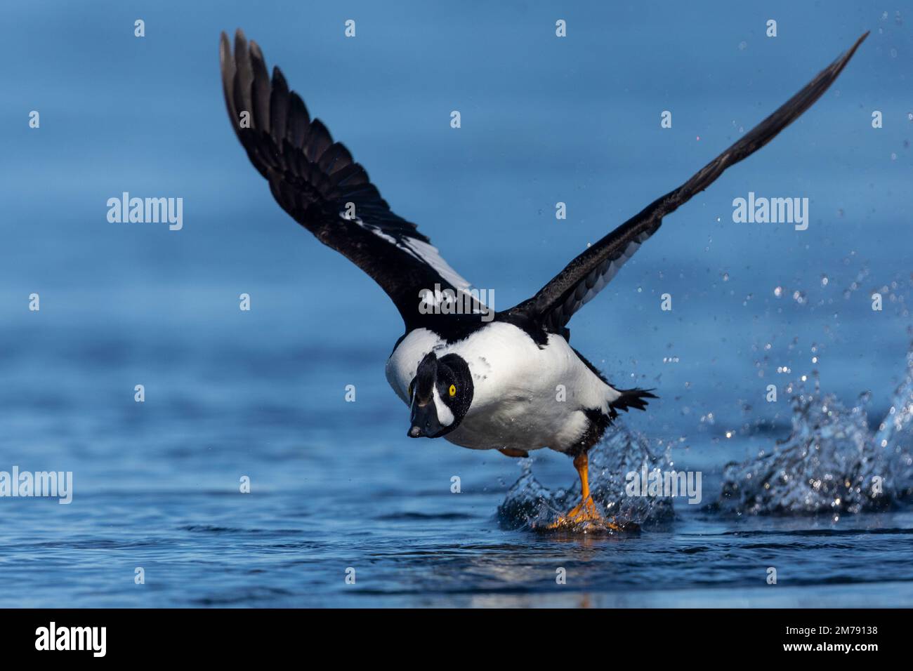 Barrow's Goldeneye (Bucephala islandica), adult male taking off from ...
