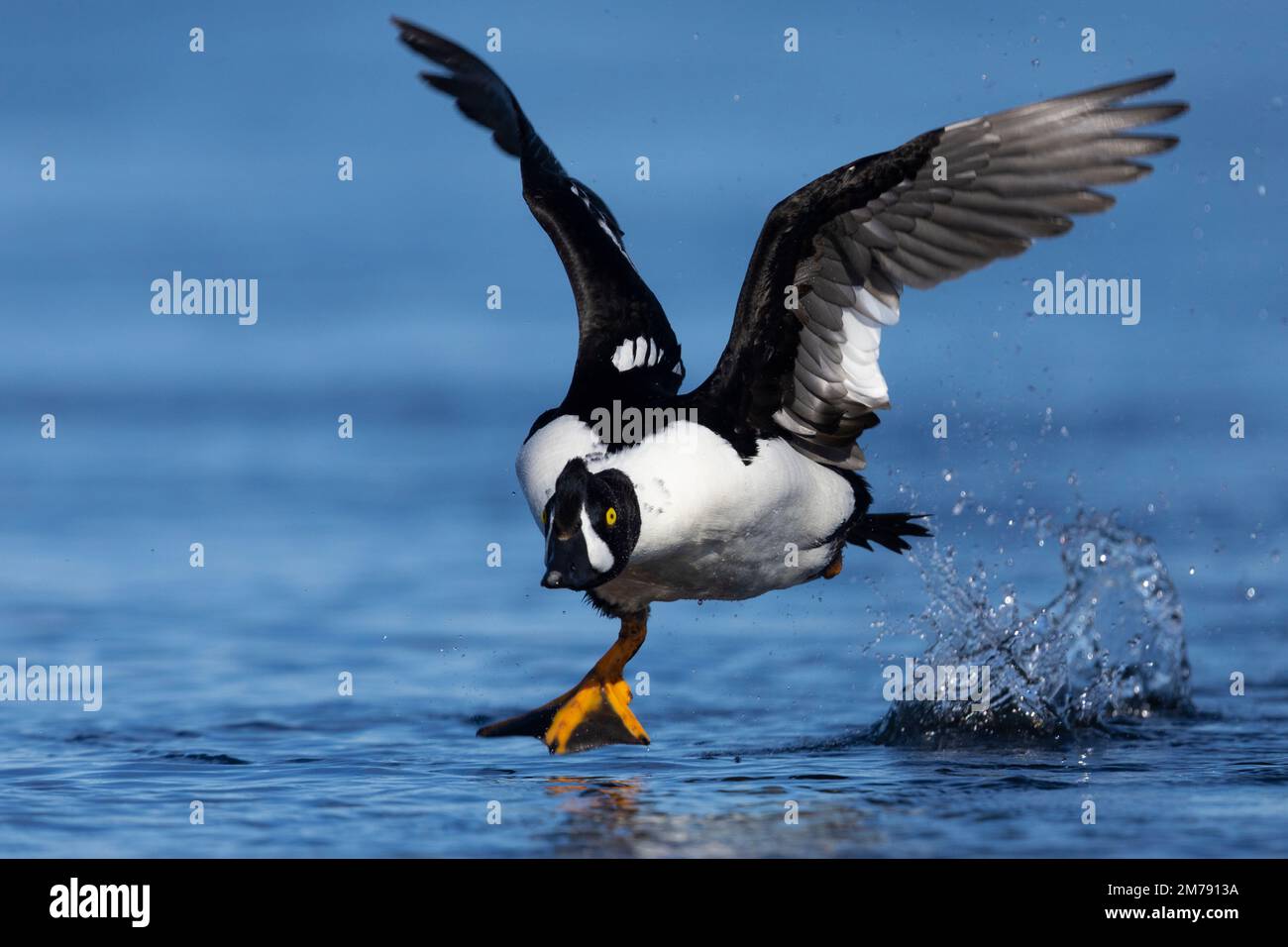 Barrow's Goldeneye (Bucephala islandica), adult male taking off from ...