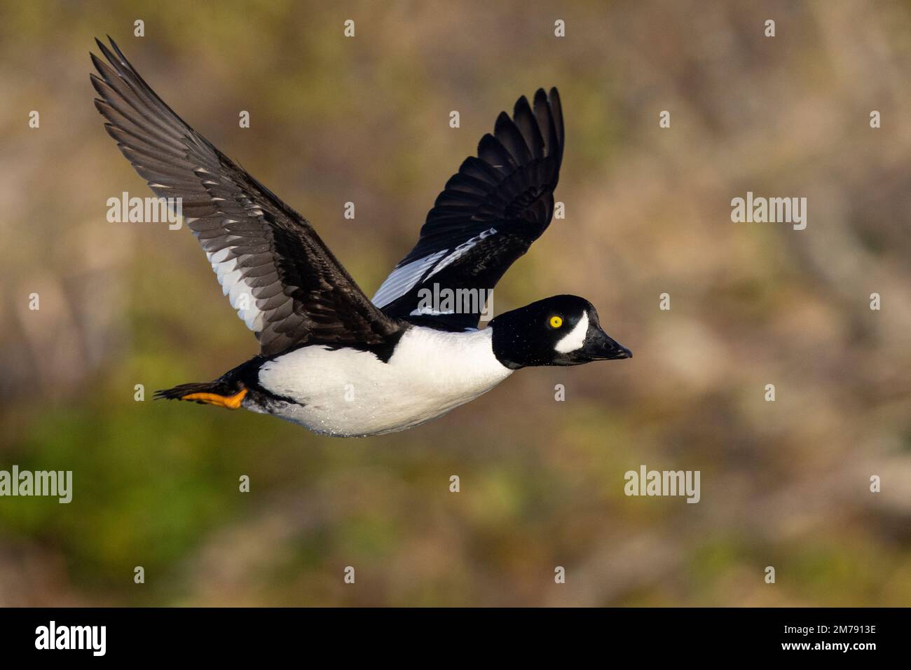 Goldeneye in flight hi-res stock photography and images - Alamy