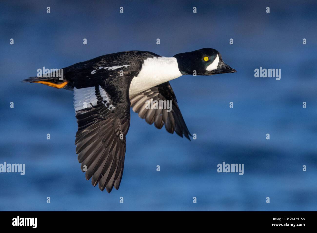 Goldeneye in flight hi-res stock photography and images - Alamy