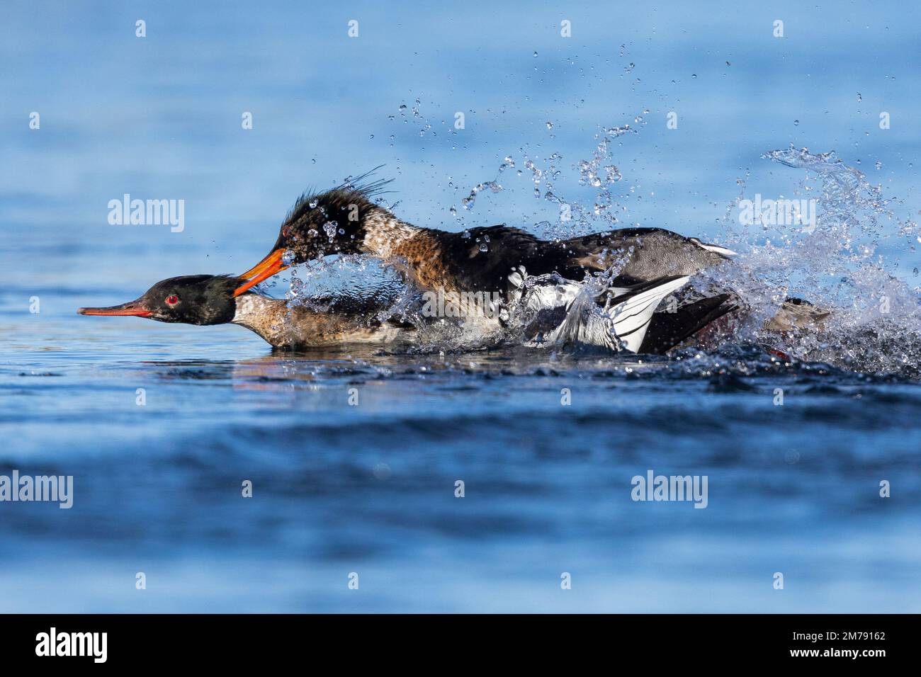 Red-breasted Merganser (Mergus serrator), two males fighting ...