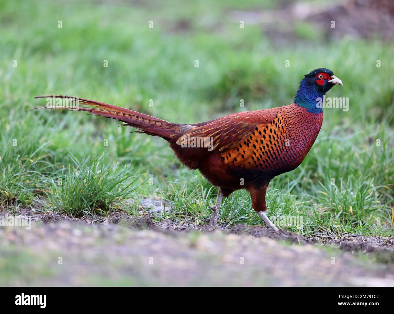 Male Pheasant strutting confidently in the Cotswold Hills Gloucestershire Stock Photo - Alamy