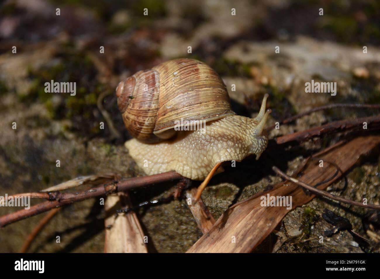 Snail on a rock with its shell Stock Photo - Alamy