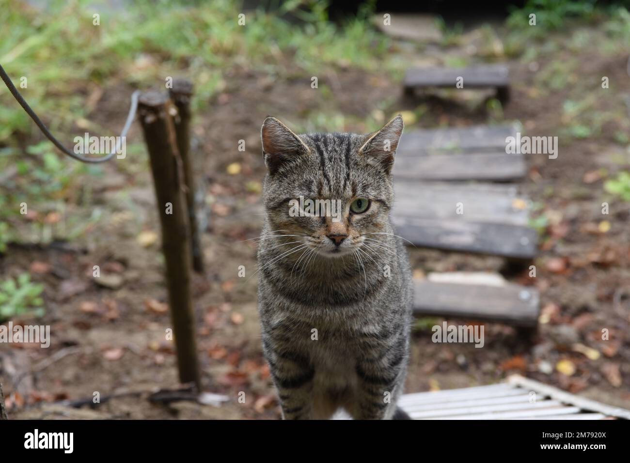 A cat walking on a trail in the woods Stock Photo - Alamy