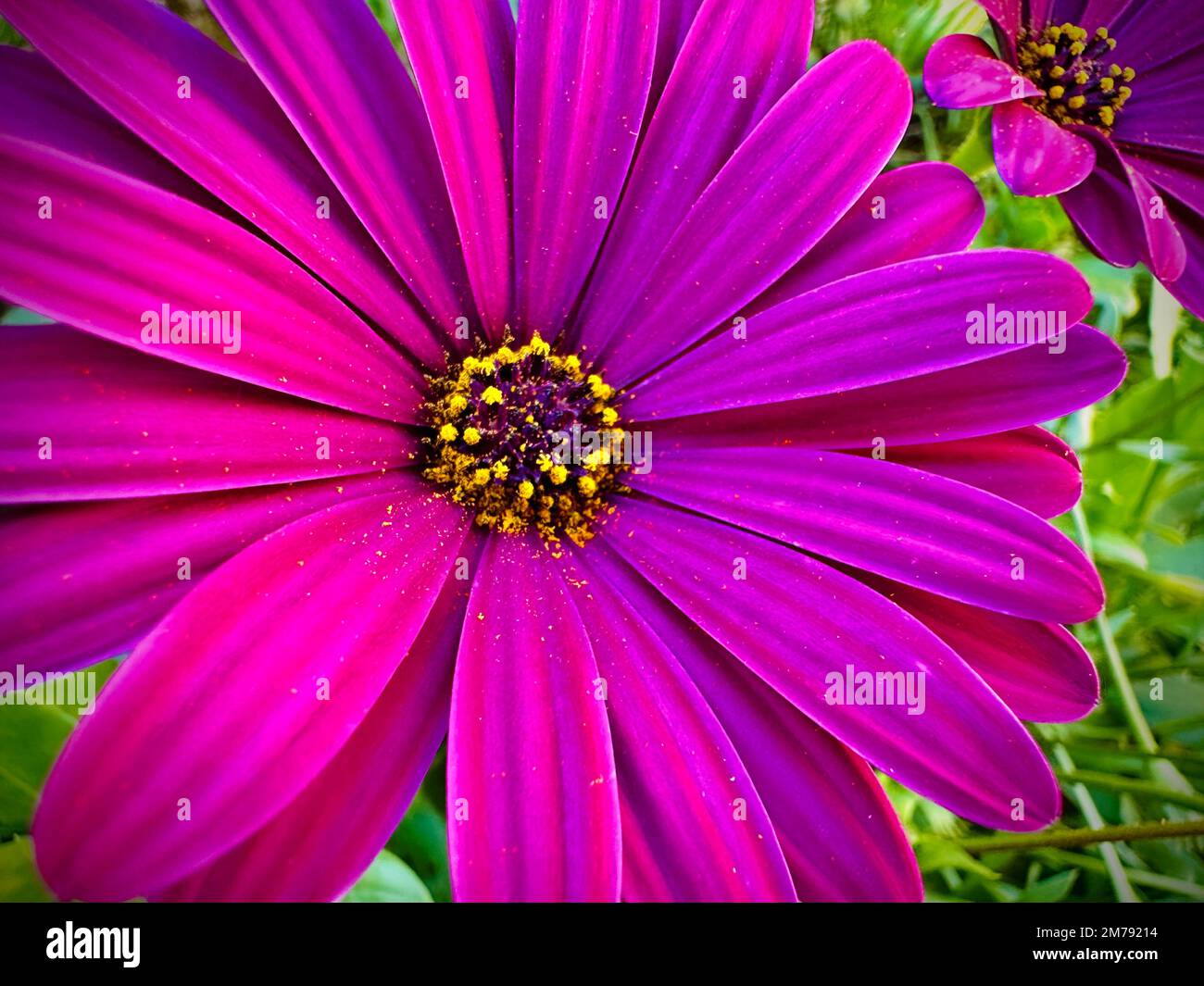 A closeup of a beautiful African daisy flower under the sunlight Stock ...