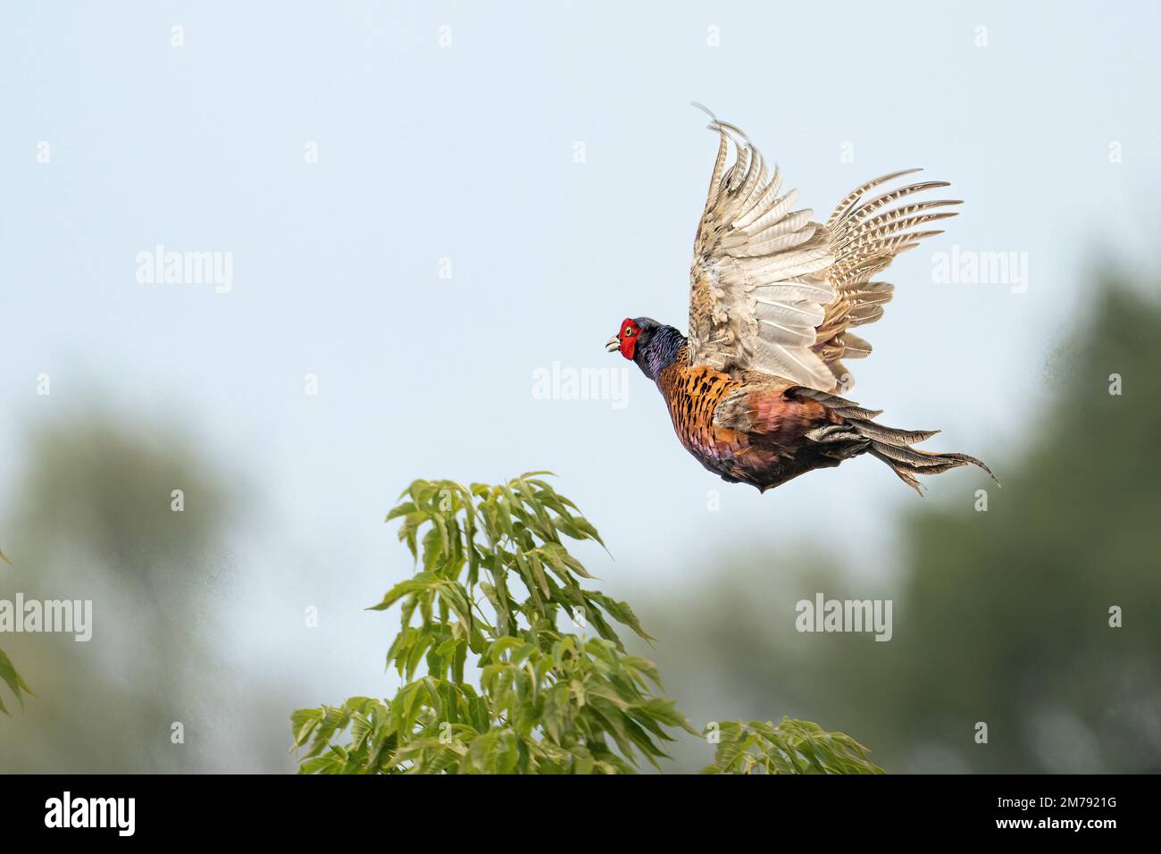 Pheasant in flight flying hi-res stock photography and images - Alamy