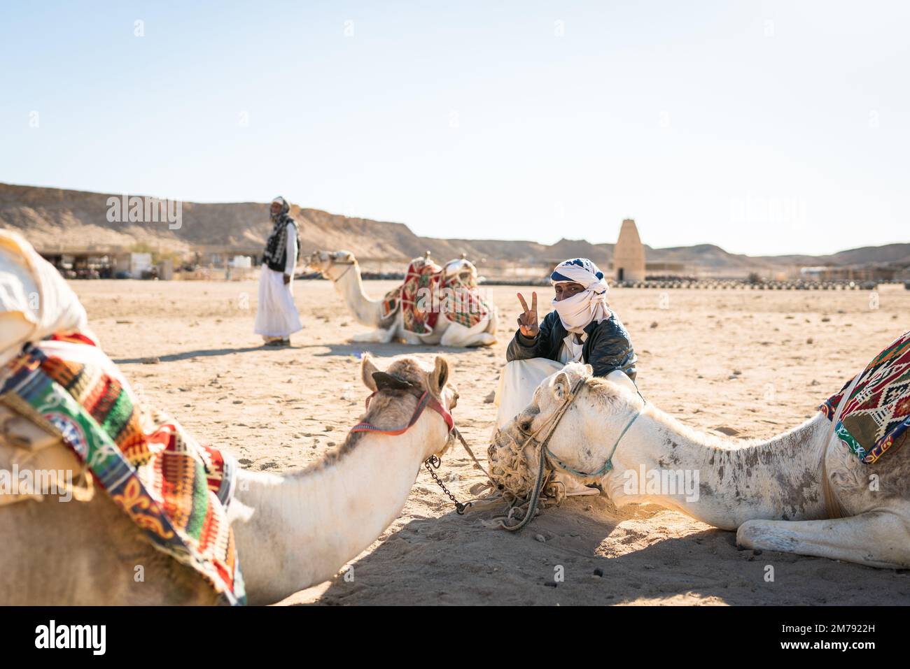 Camel at the bedouin camp Stock Photo - Alamy