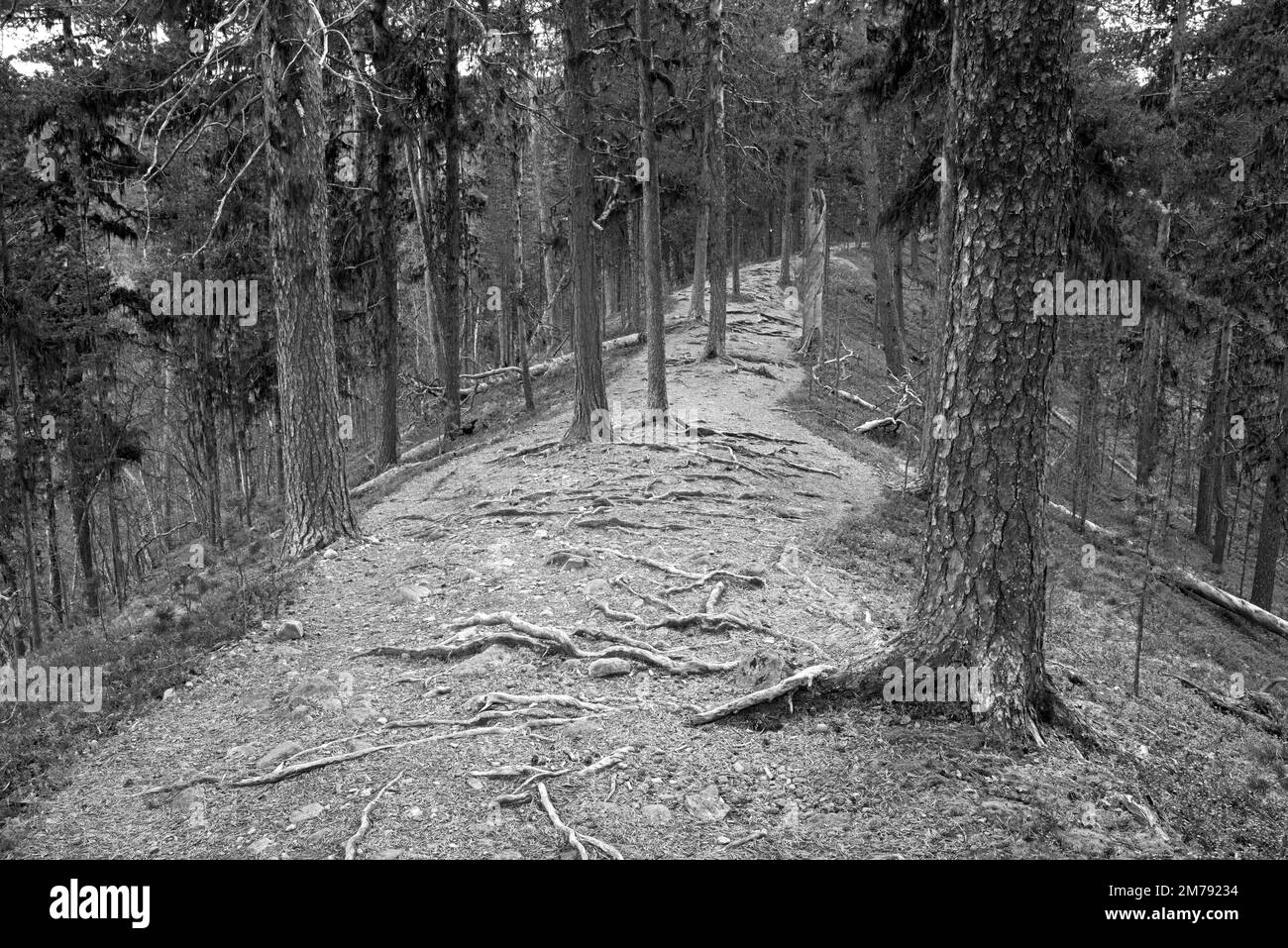 The Ridge in Lemmenjoki National Park, near Inari, Finland Stock Photo ...