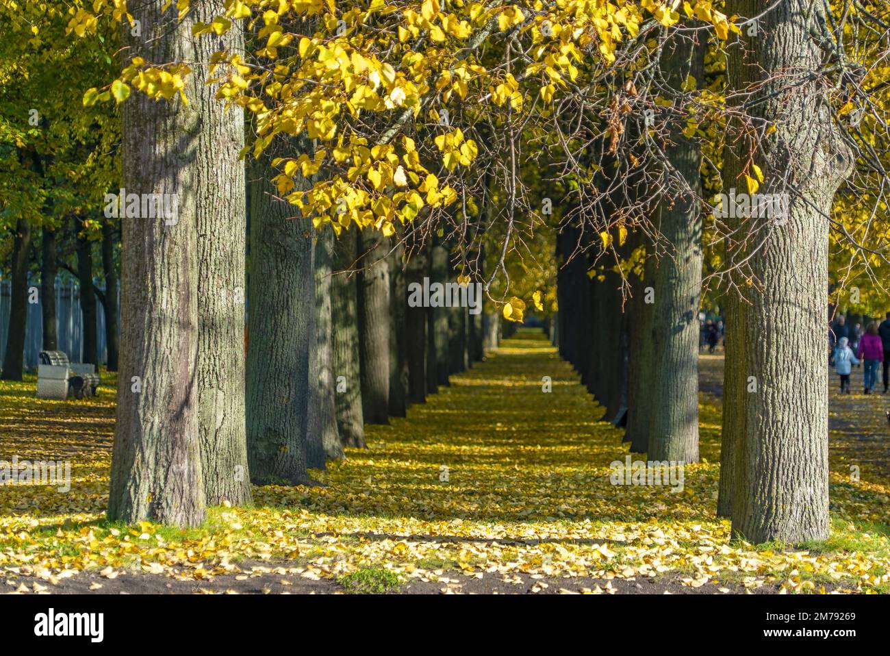 Lime grove in the autumn park on Krestovsky Island. Saint-Petersburg ...