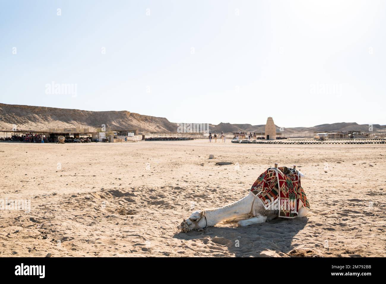 Camel at the bedouin camp Stock Photo - Alamy