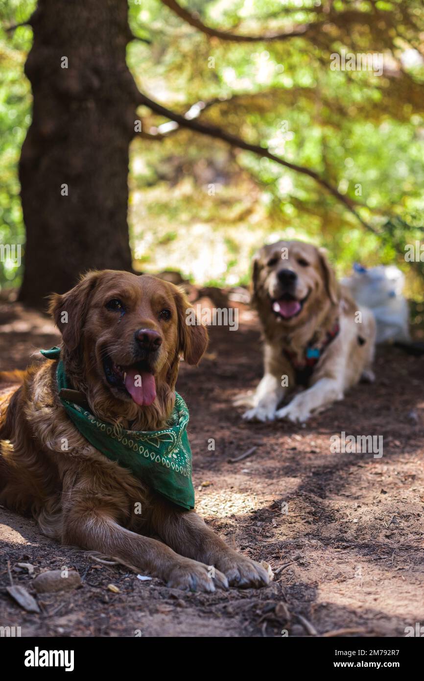 A beautiful closeup of golden retrievers sitting on a ground in the ...
