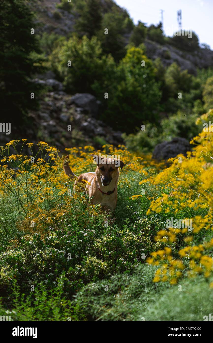 A beautiful view of a dog in the yellow flower field Stock Photo - Alamy